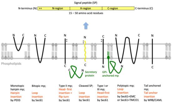 Complexity and Specificity of Sec61-Channelopathies: Human Diseases ...