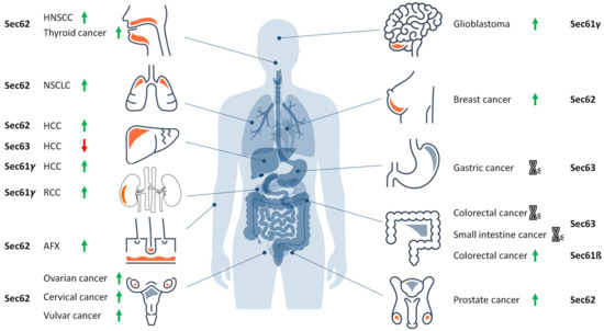 Complexity and Specificity of Sec61-Channelopathies: Human Diseases ...