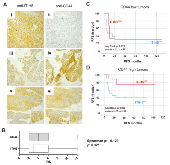 Cells | Free Full-Text | The ECM Modulator ITIH5 Affects Cell Adhesion ...
