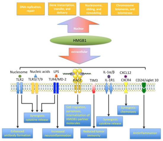 The Effect and Regulatory Mechanism of High Mobility Group Box-1 ...