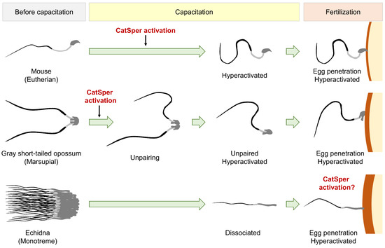 Cells | Special Issue : Origin and Evolution of Sperm Cells—An Issue in ...