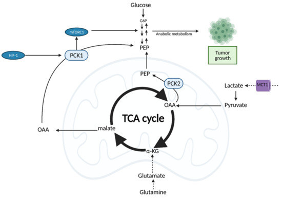 Mechanisms of Metabolic Reprogramming in Cancer Cells Supporting ...