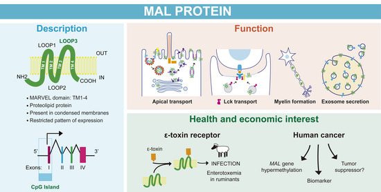 Cells | Free Full-Text | The MAL Protein, an Integral Component of ...