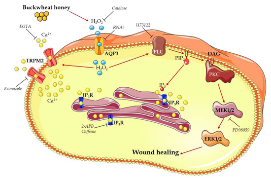 Endothelial and Vascular Health: A Tale of Honey, H2O2 and Calcium