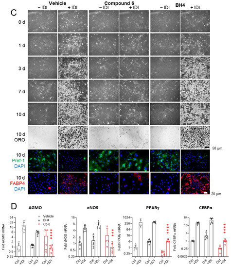AGMO Inhibitor Reduces 3T3-L1 Adipogenesis