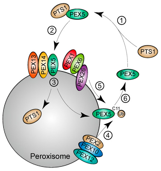 Mechanisms and Functions of Pexophagy in Mammalian Cells