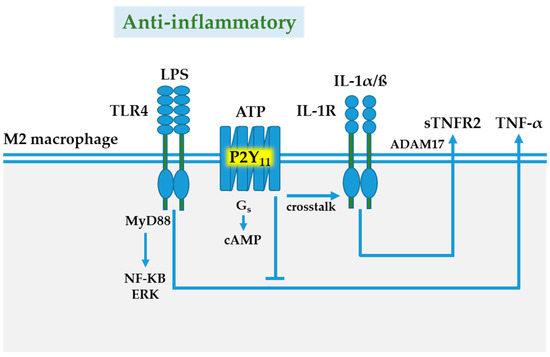 Control of Macrophage Inflammation by P2Y Purinergic Receptors