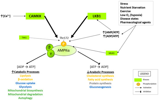 Multifaceted Role of AMPK in Viral Infections