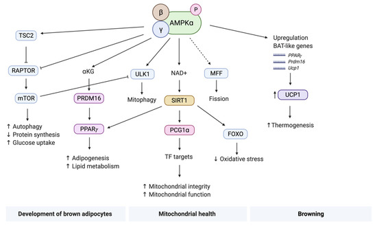 The Role of AMPK Signaling in Brown Adipose Tissue Activation