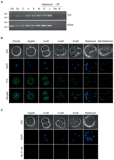 YY2 in Mouse Preimplantation Embryos and in Embryonic Stem Cells