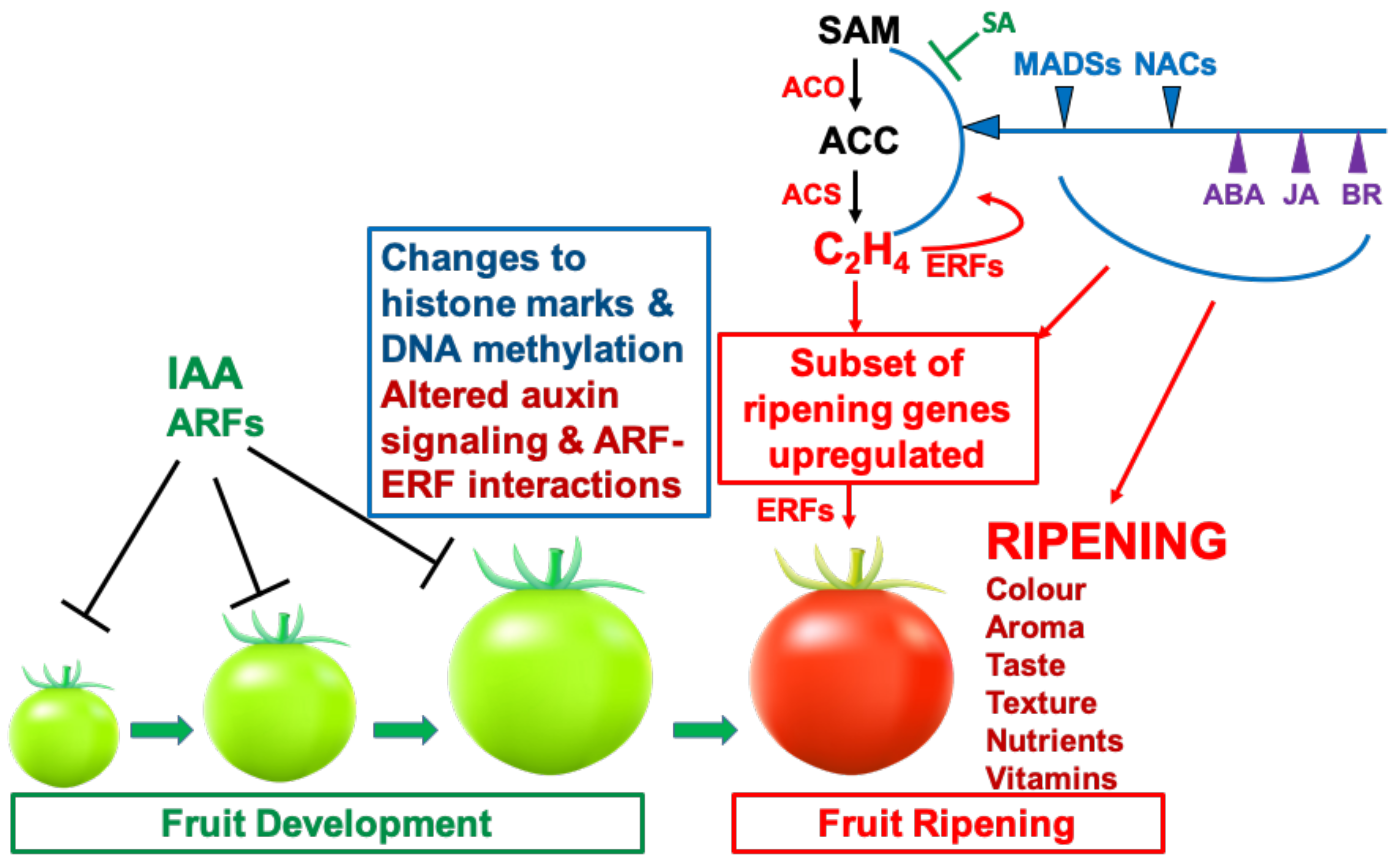 Ethylene And Fruit Ripening Ethylene And Fruit Ripening