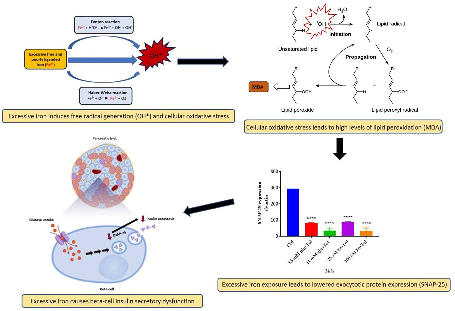 Cells | Free Full-Text | Excessive Iron Induces Oxidative Stress ...