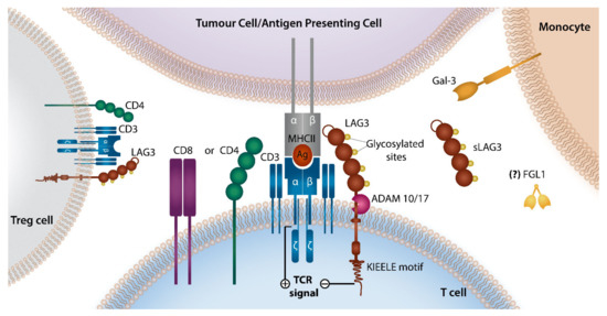 PD-1 and LAG-3 Checkpoint Blockade: Potential Avenues for Therapy in B ...