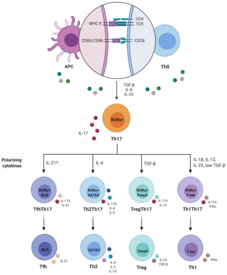 Th17 Cells in Viral Infections—Friend or Foe?