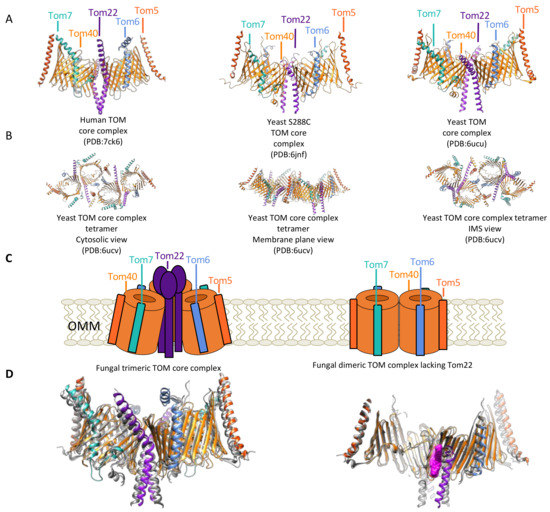 Cells | Free Full-Text | A Biochemical and Structural Understanding of ...