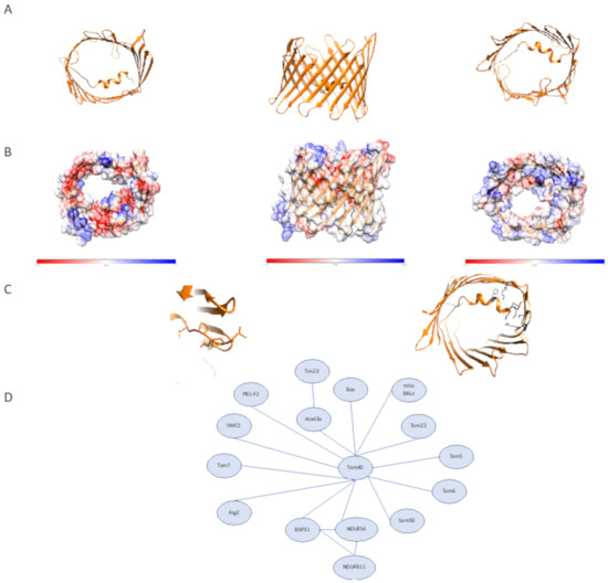 A Biochemical and Structural Understanding of TOM Complex Interactions ...