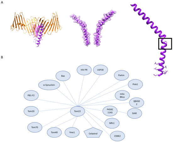 A Biochemical and Structural Understanding of TOM Complex Interactions ...