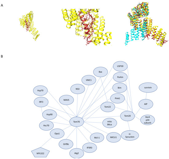 A Biochemical and Structural Understanding of TOM Complex Interactions ...