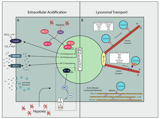 Extracellular Acidification Induces Lysosomal Dysregulation