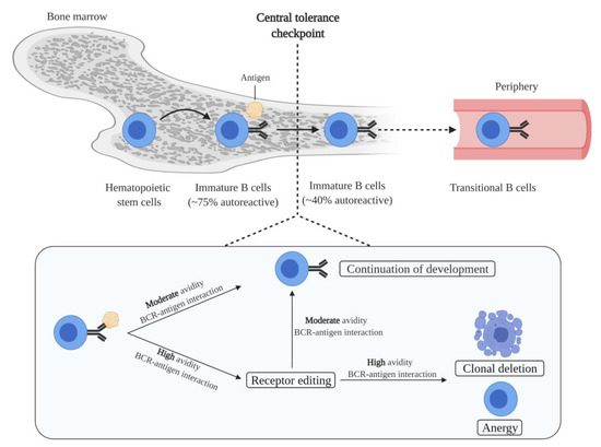 B Cell Activation and Escape of Tolerance Checkpoints: Recent Insights ...