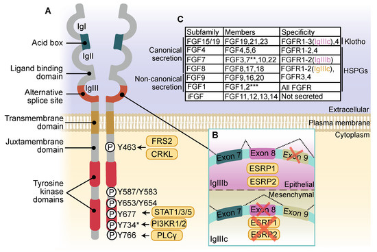 Fgfr3 Protein