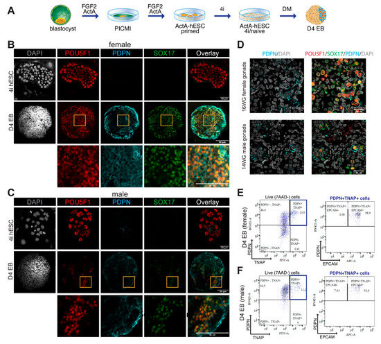 Cells Free Full Text Sex Specific Isolation And Propagation Of