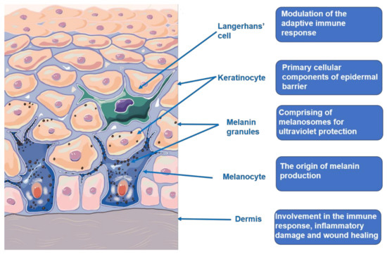 The PI3K/Akt Pathway: Emerging Roles in Skin Homeostasis and a Group of ...