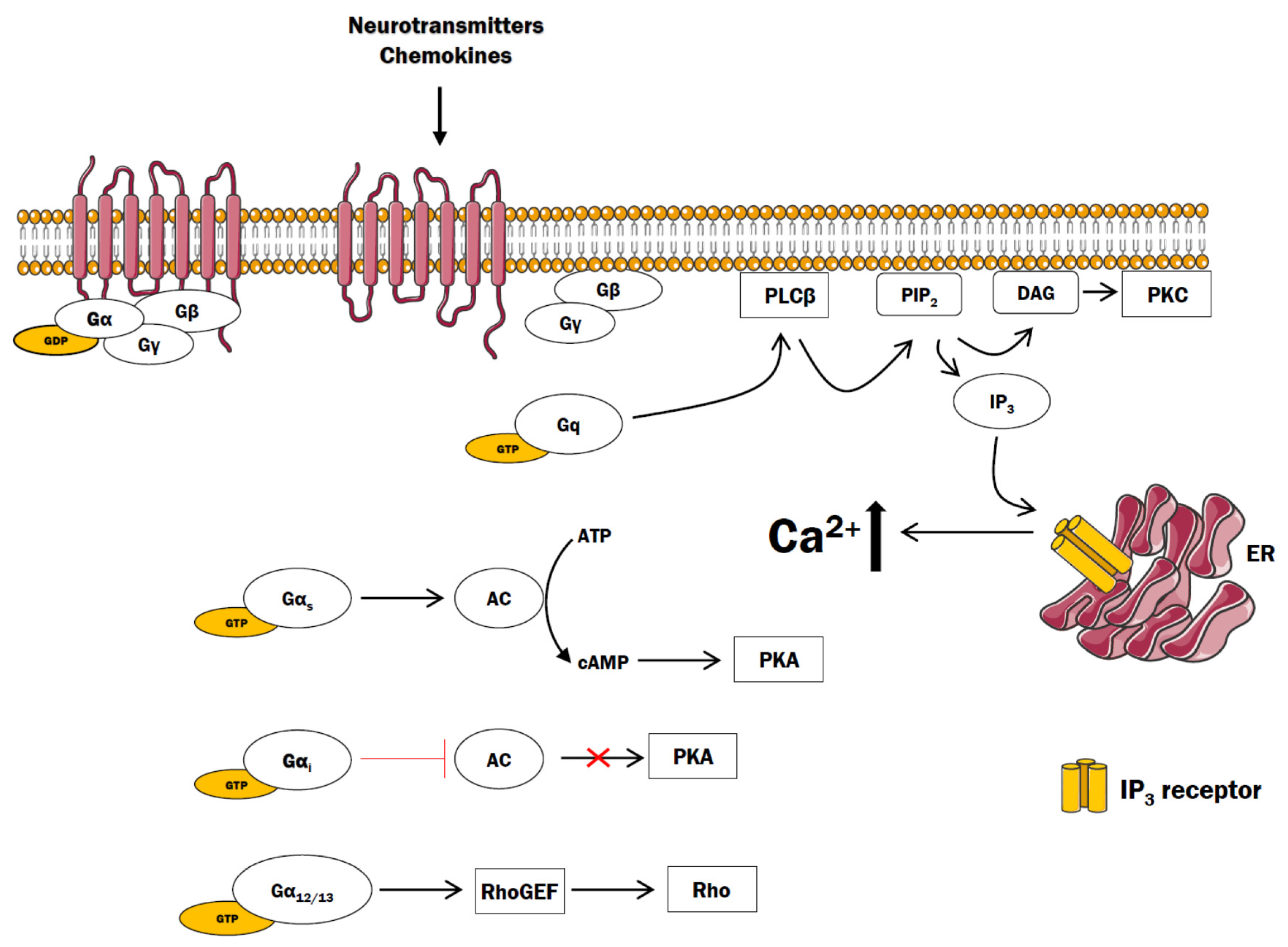 G Protein Coupled Receptors Camp