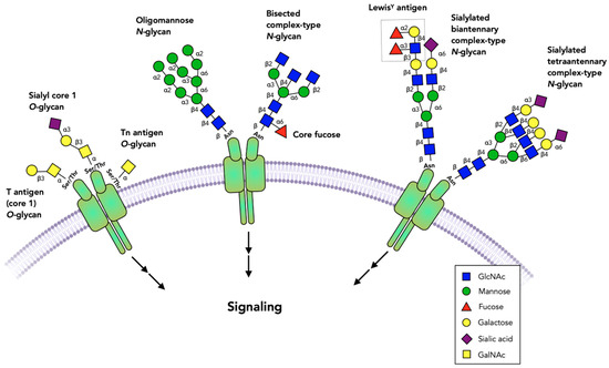 Role of Glycans on Key Cell Surface Receptors That Regulate Cell ...