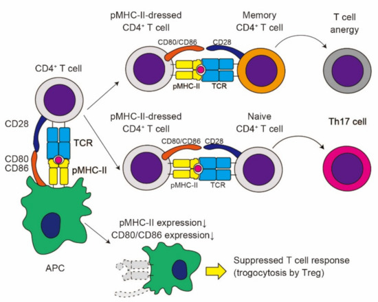 The Role of Trogocytosis in the Modulation of Immune Cell Functions