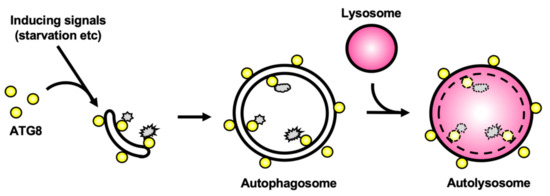 The Autophagy Machinery in Human-Parasitic Protists; Diverse Functions ...