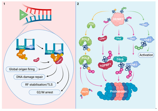 A Potential Role for HUWE1 in Modulating Cisplatin Sensitivity