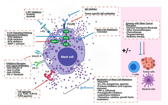 Mast Cells: A New Frontier for Cancer Immunotherapy