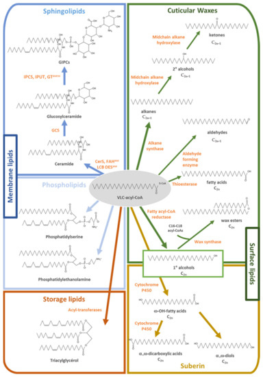 Biosynthesis and Functions of Very-Long-Chain Fatty Acids in the ...