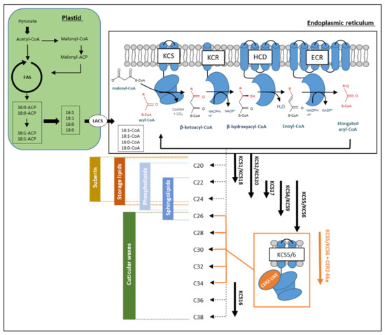 Biosynthesis and Functions of Very-Long-Chain Fatty Acids in the ...