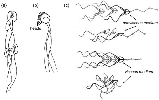 Co-Adaptation of Physical Attributes of the Mammalian Female ...