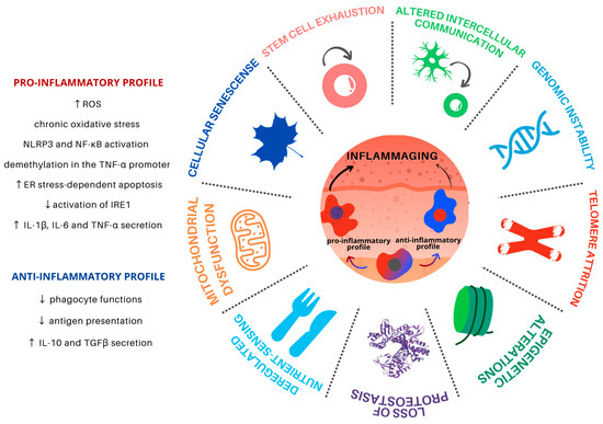Hallmarks of Aging in Macrophages: Consequences to Skin Inflammaging