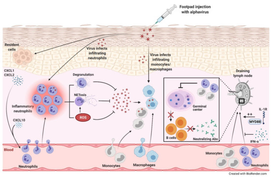 Cells | Free Full-Text | Complex Roles of Neutrophils during Arboviral ...