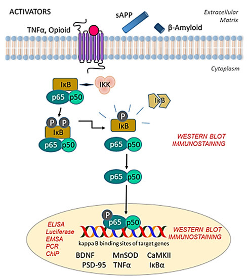Challenges with Methods for Detecting and Studying the Transcription ...