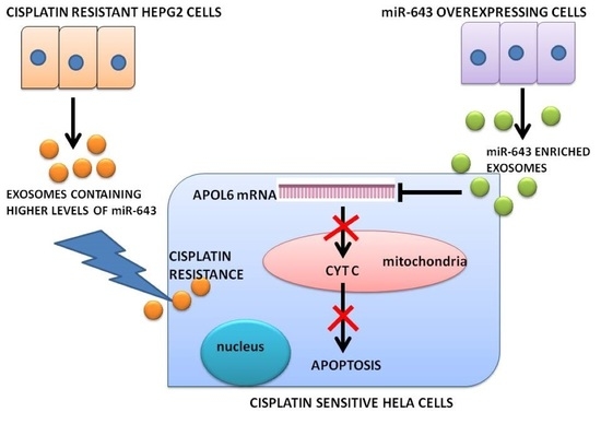 Cells | Free Full-Text | Horizontal Transfer of miR-643 from Cisplatin ...