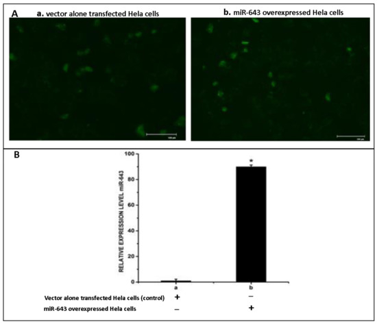 Horizontal Transfer of miR-643 from Cisplatin-Resistant Cells Confers ...