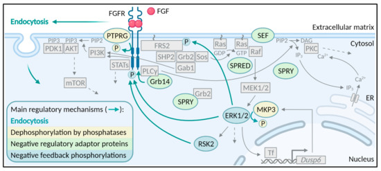 Negative Regulation of FGFR (Fibroblast Growth Factor Receptor) Signaling