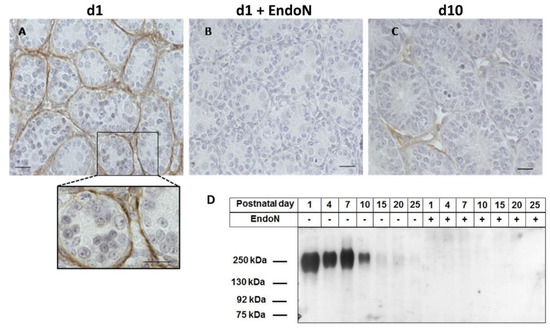 Cells | Special Issue : Sugars on Cell Surfaces and Their Biological ...