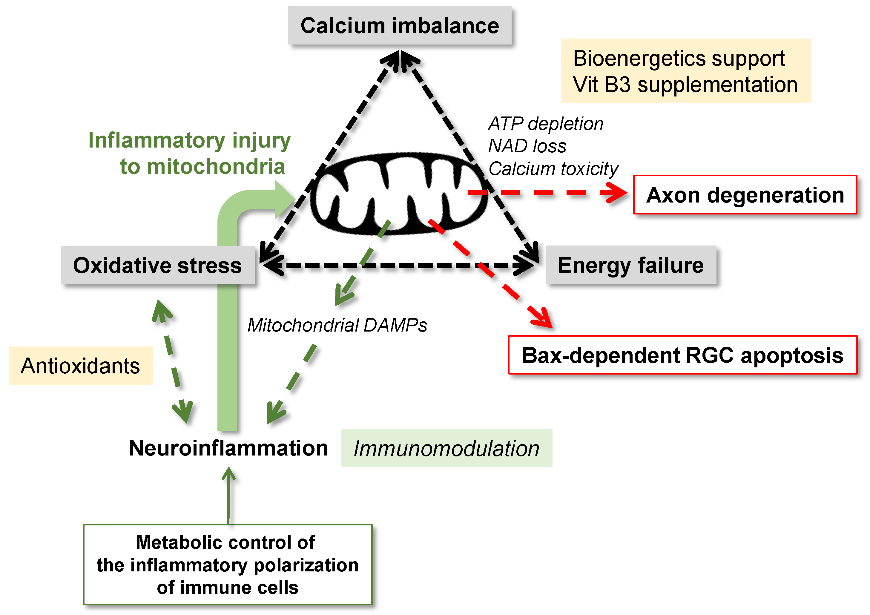 Multifactorial Pathogenic Processes of Retinal Ganglion Cell ...