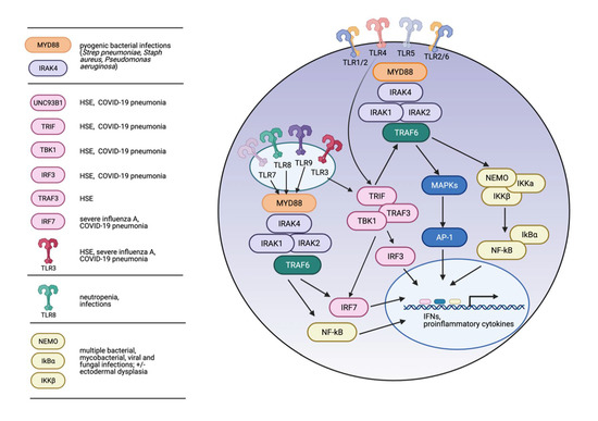 Toll-Like Receptor Signaling in the Establishment and Function of the ...