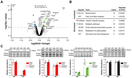 Reduced mGluR5 Activity Modulates Mitochondrial Function