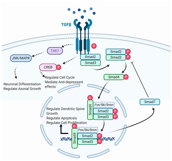 TGF-β/Smad Signalling in Neurogenesis: Implications for Neuropsychiatric Diseases