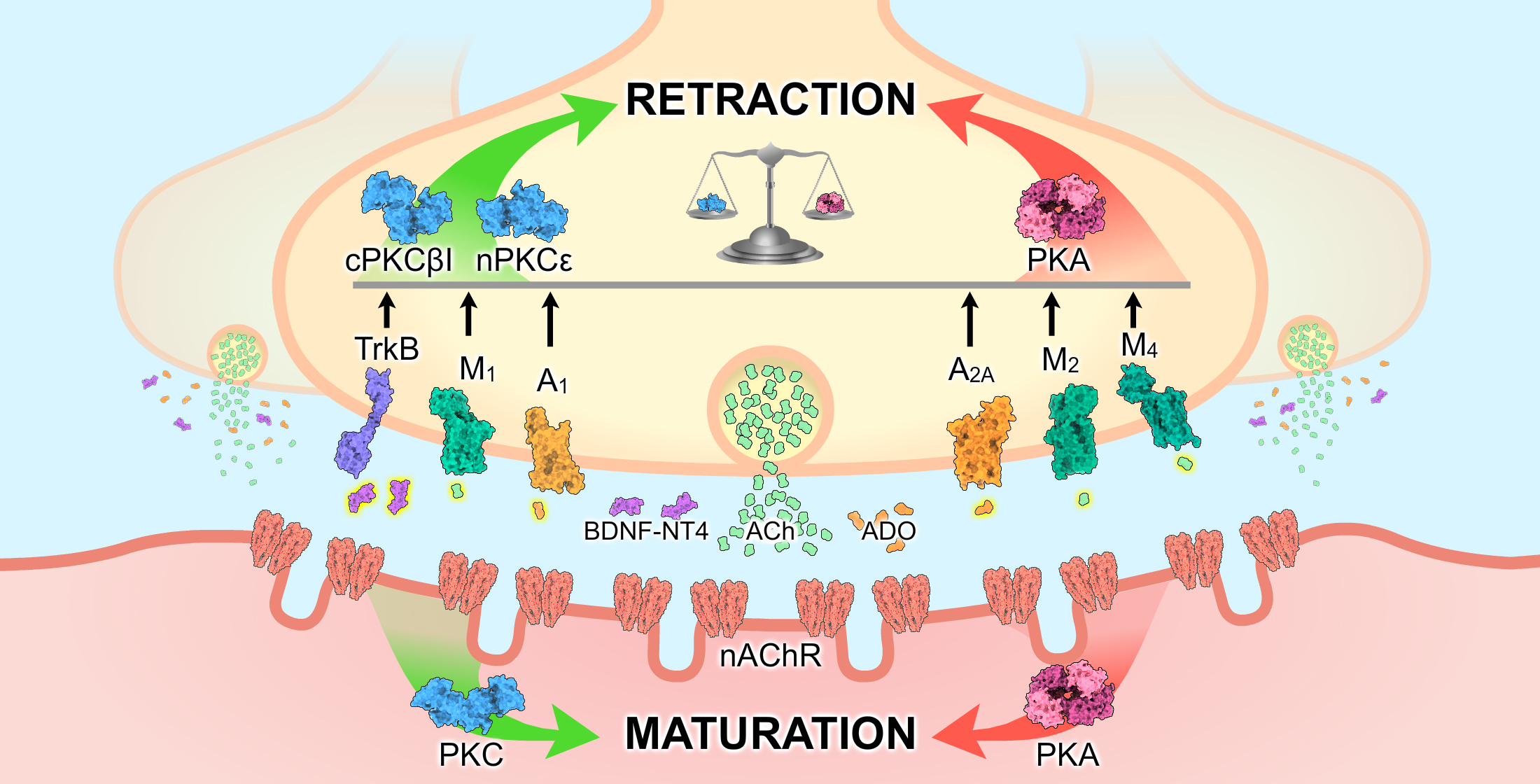 Cells | Free Full-Text | PKA and PKC Balance in Synapse Elimination ...