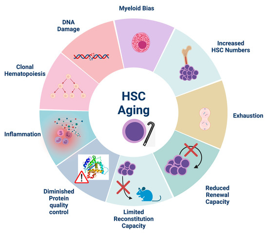 Inflammation, Aging and Hematopoiesis: A Complex Relationship