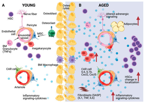 Inflammation, Aging and Hematopoiesis: A Complex Relationship